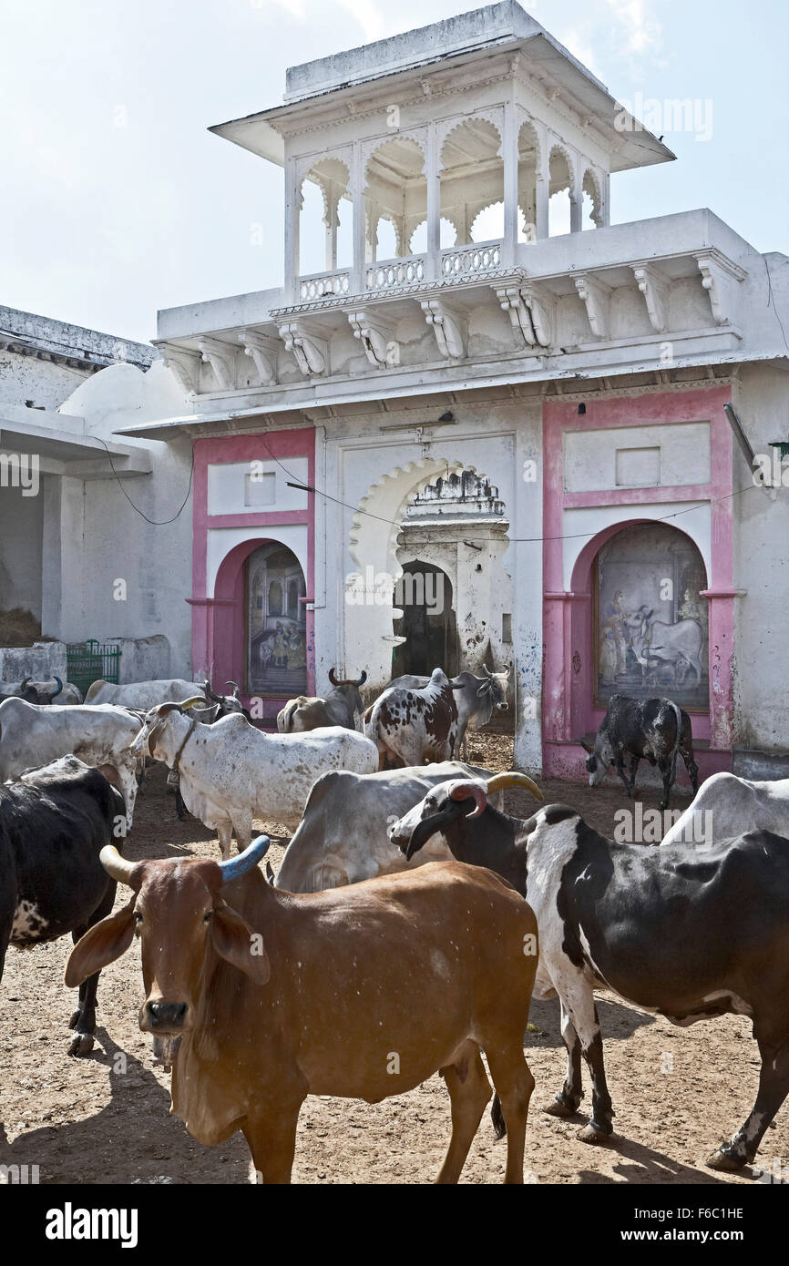 Cows in gaushala house, shrinathji temple, nathdwara, rajasthan, india ...