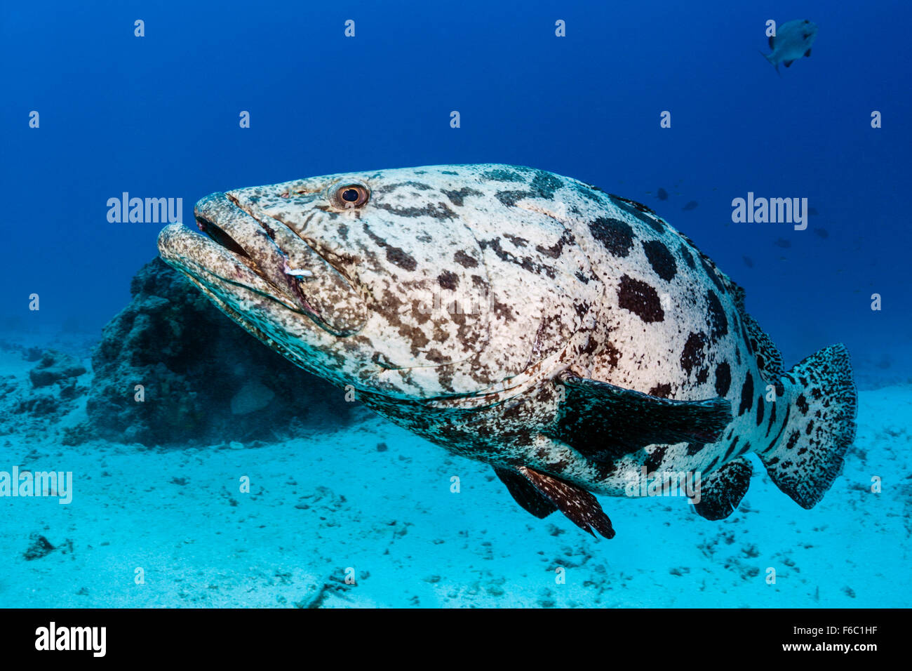 Potato Cod, Epinephelus tukula, Cod Hole, Great Barrier Reef, Australia ...