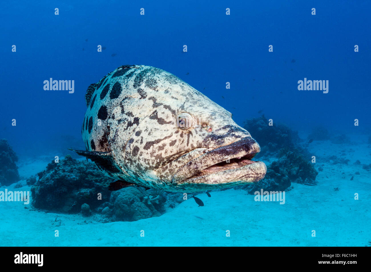 Potato Cod, Epinephelus tukula, Cod Hole, Great Barrier Reef, Australia ...