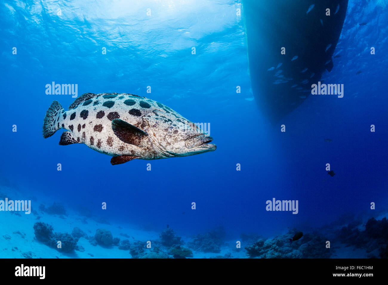 Potato Cod, Epinephelus tukula, Cod Hole, Great Barrier Reef, Australia ...