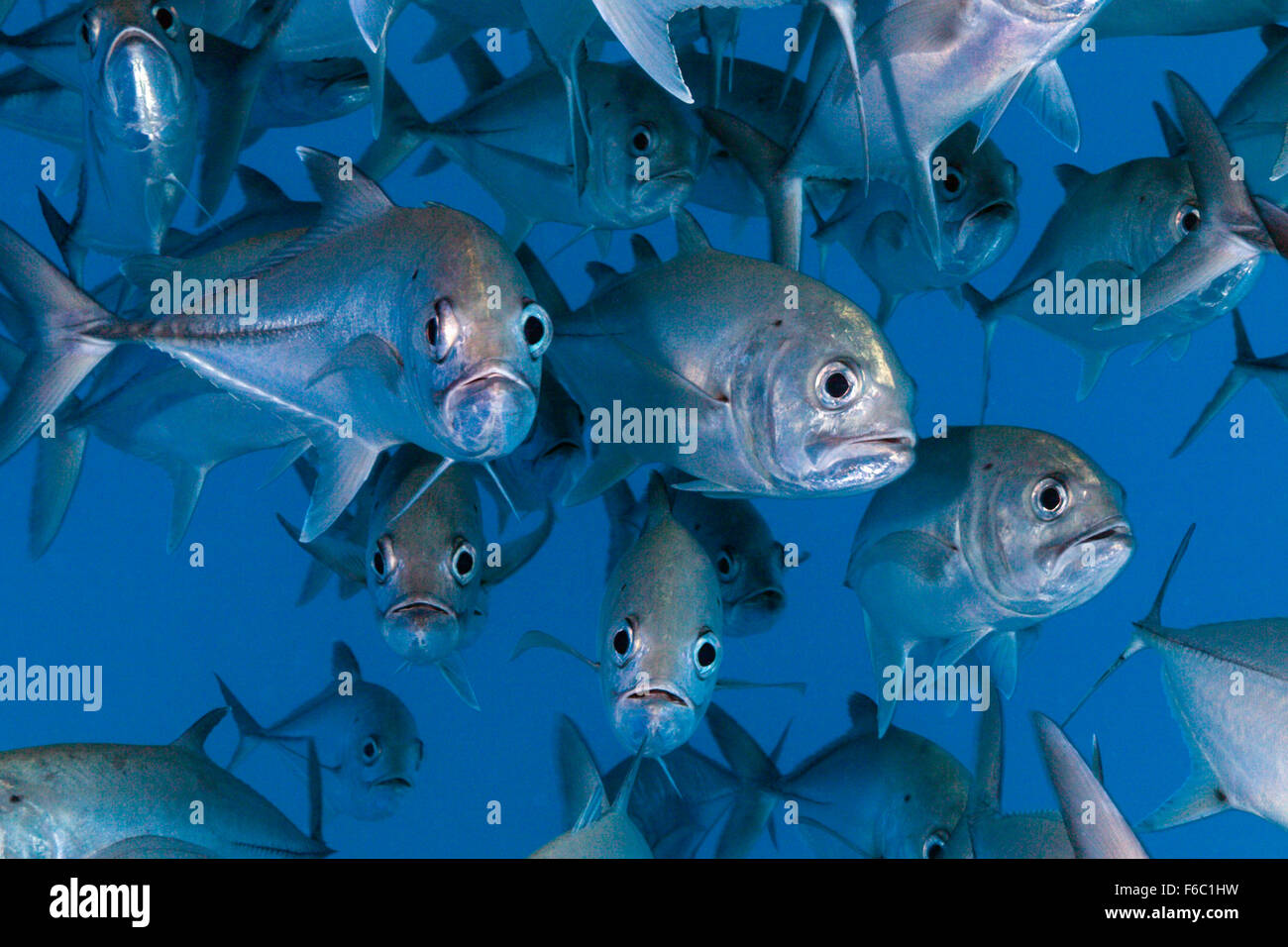 Fish shoal cod hi-res stock photography and images - Alamy