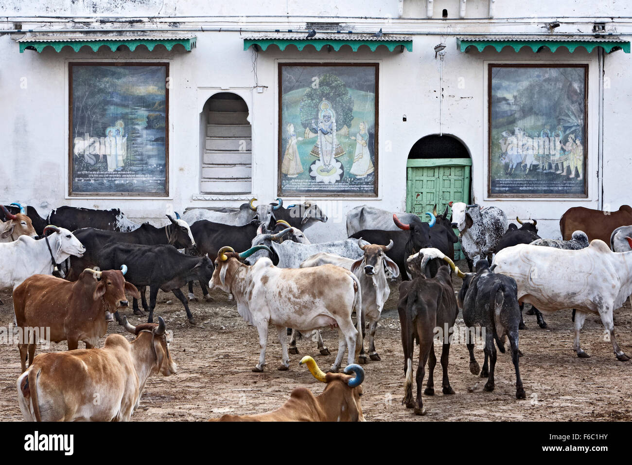 Cows india gaushala hi-res stock photography and images - Alamy