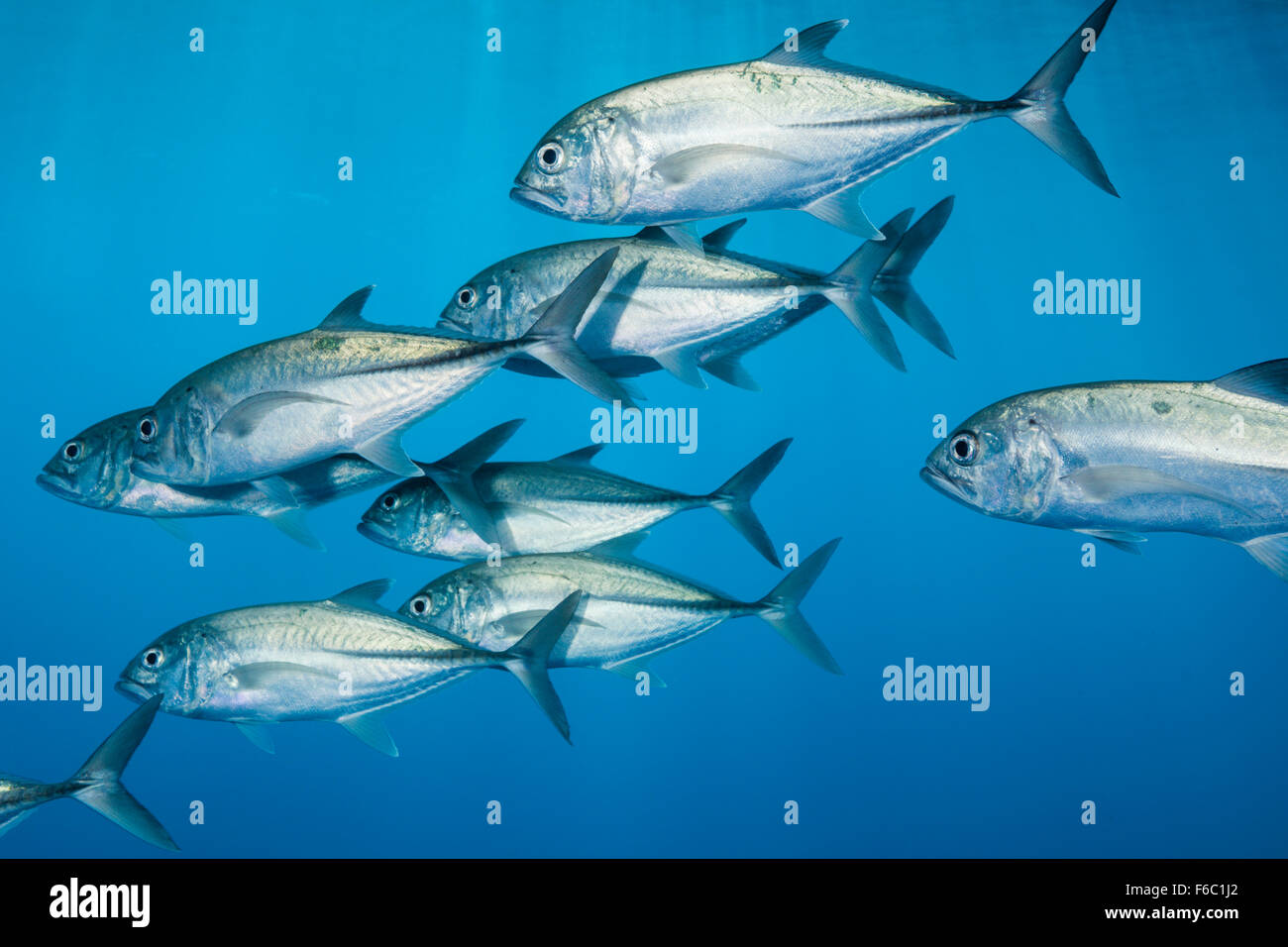 Fish shoal cod hi-res stock photography and images - Alamy