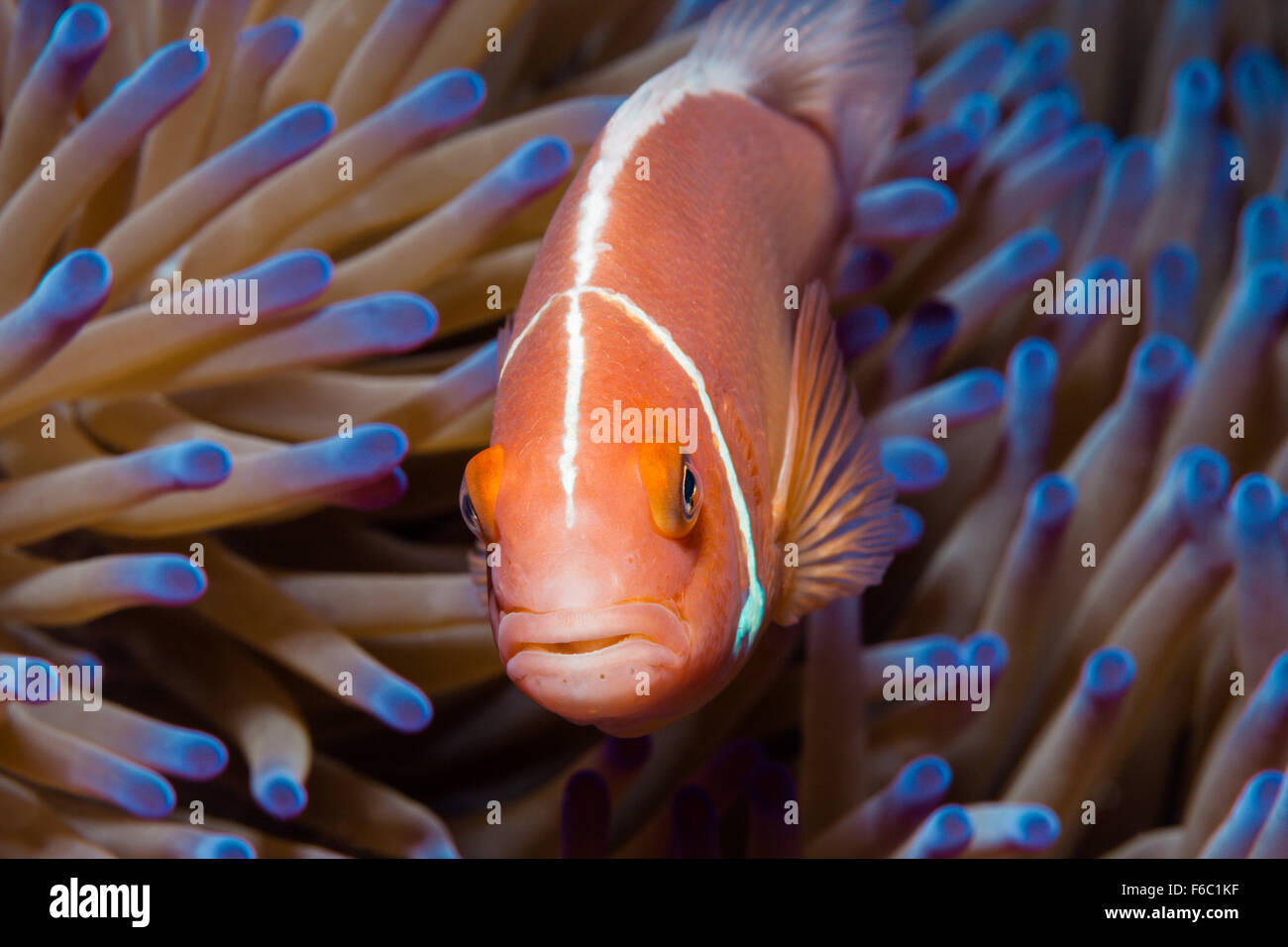 Pink Anemonefish, Amphiprion perideraion, Great Barrier Reef, Australia ...