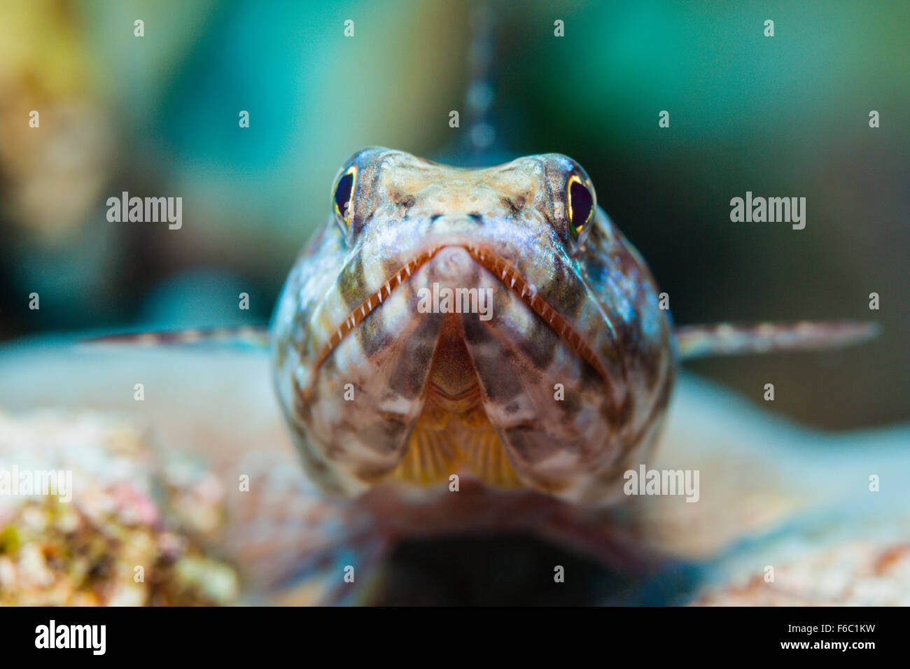 Reef Lizardfish, Synodus variegatus, Great Barrier Reef, Australia ...