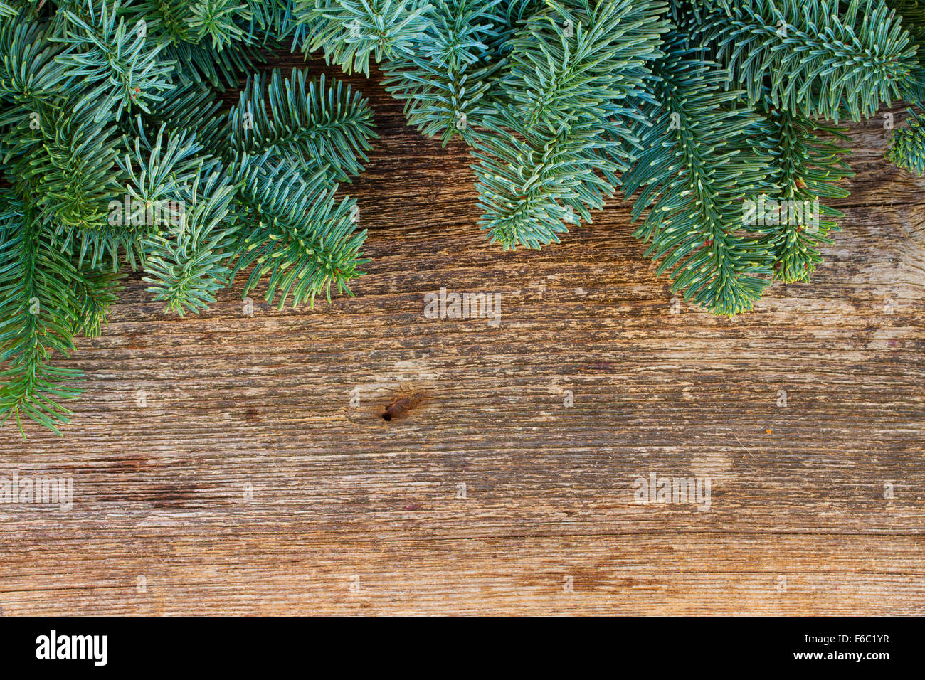 christmas fresh evergreen tree branches Stock Photo - Alamy