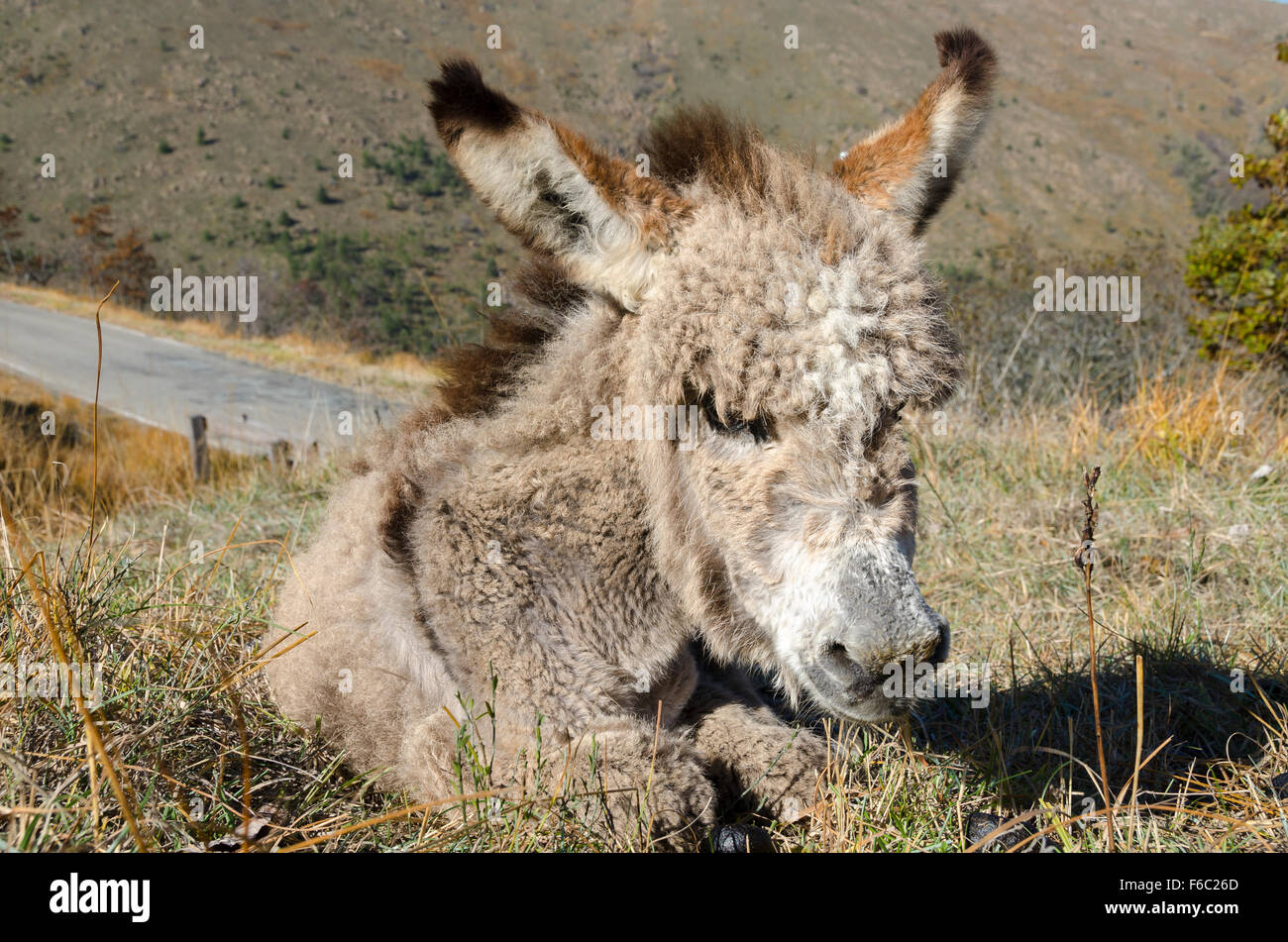 donkey foal with ruffled fur in autumn Stock Photo - Alamy