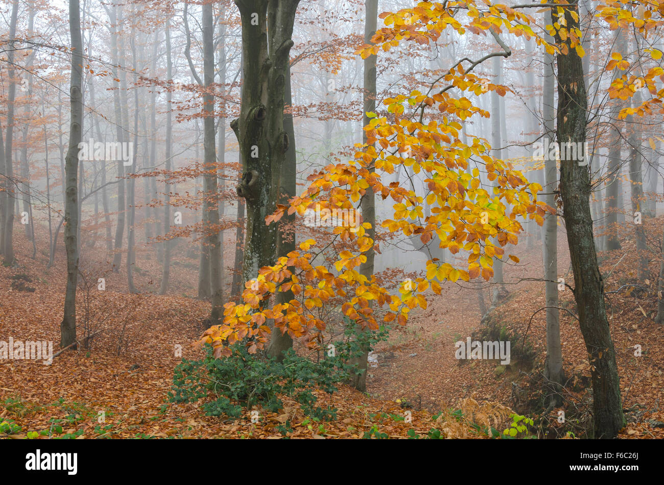 landscape and colors of autumn in Liguria Stock Photo - Alamy