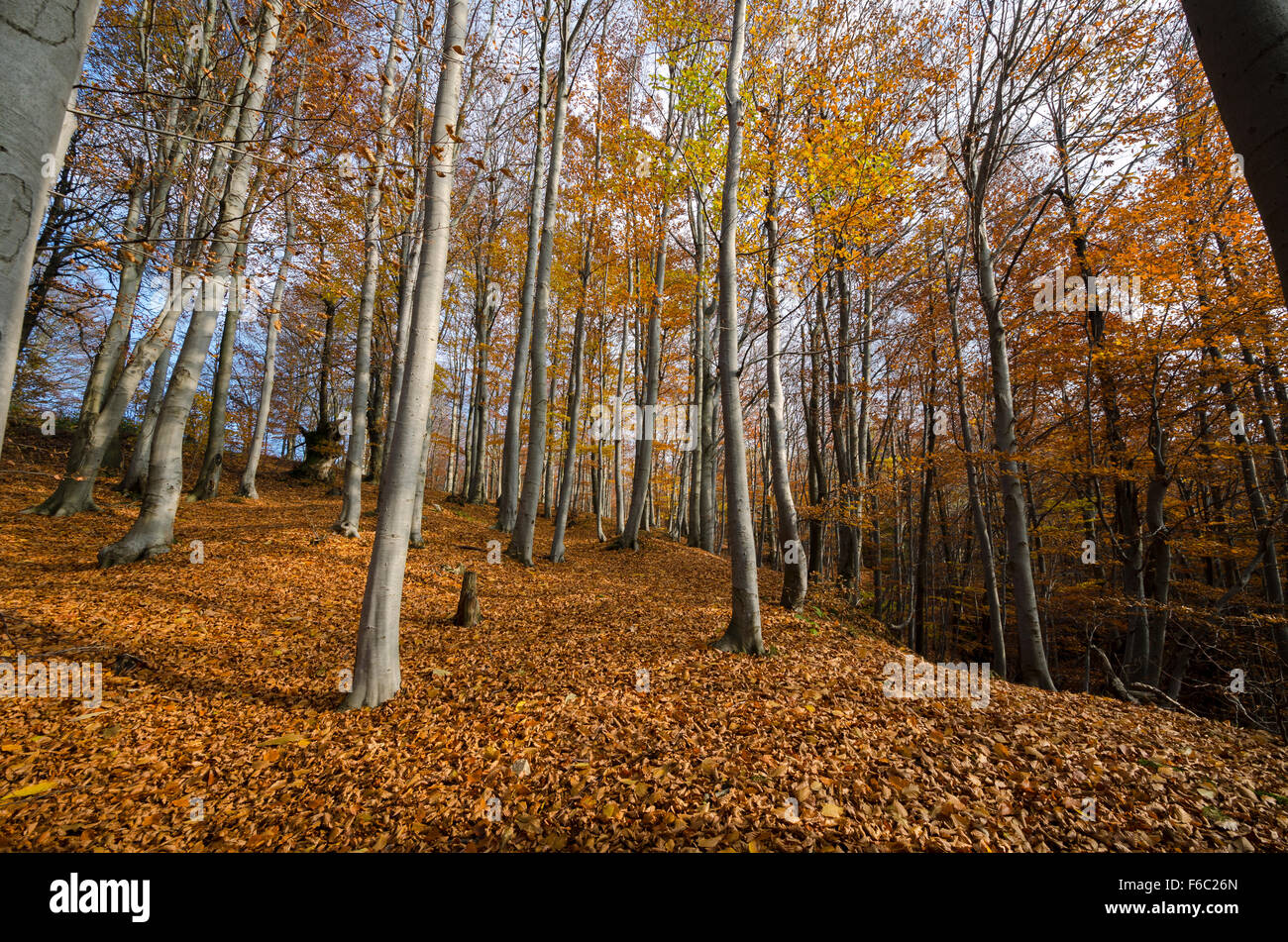 landscape and colors of autumn in Liguria Stock Photo - Alamy