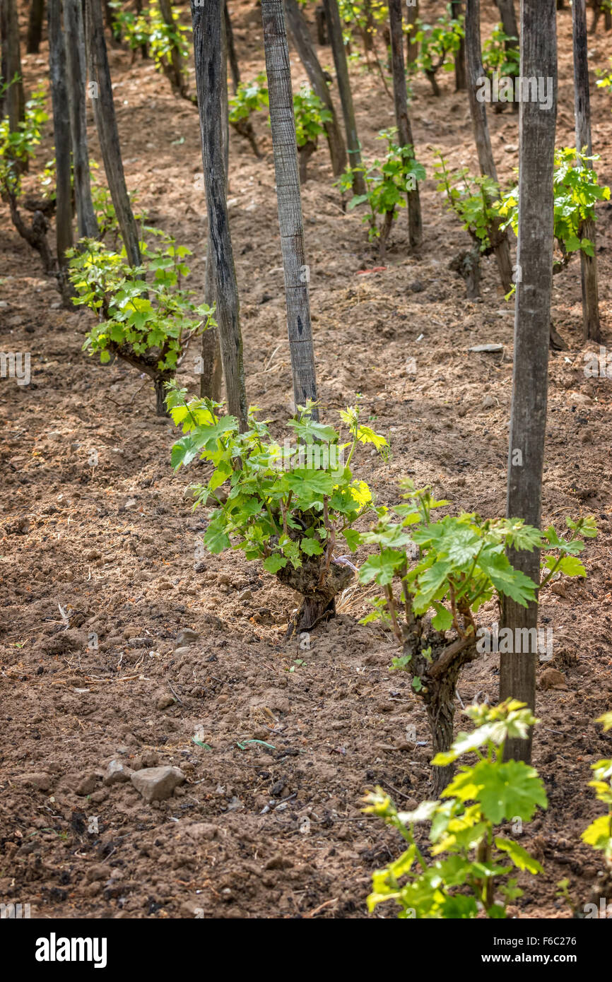 Young grape plant in spring Stock Photo - Alamy