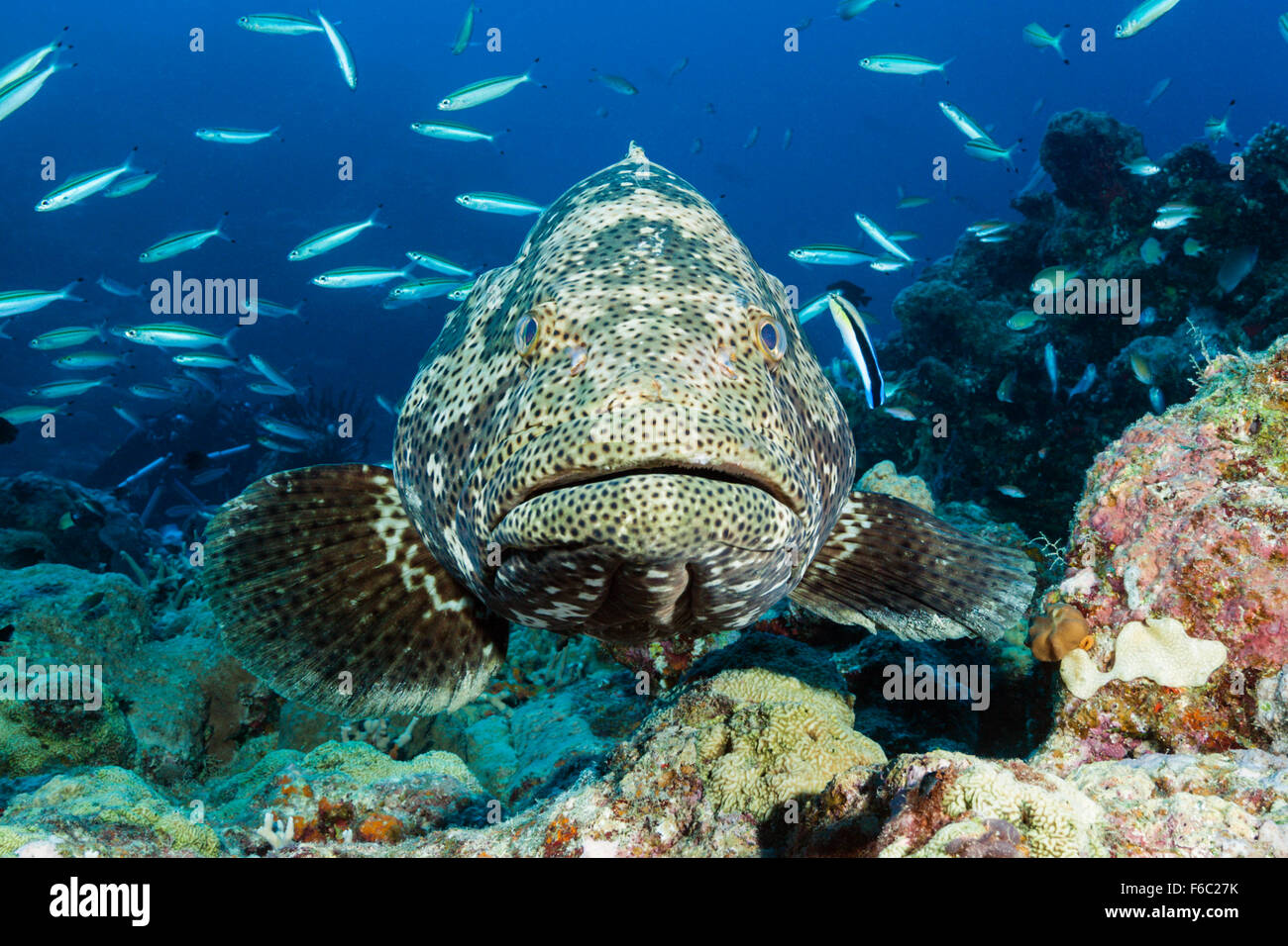 Grouper fish great barrier reef hi-res stock photography and images - Alamy