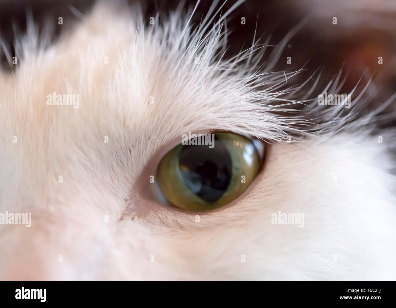 Cats eye close up hi-res stock photography and images - Alamy