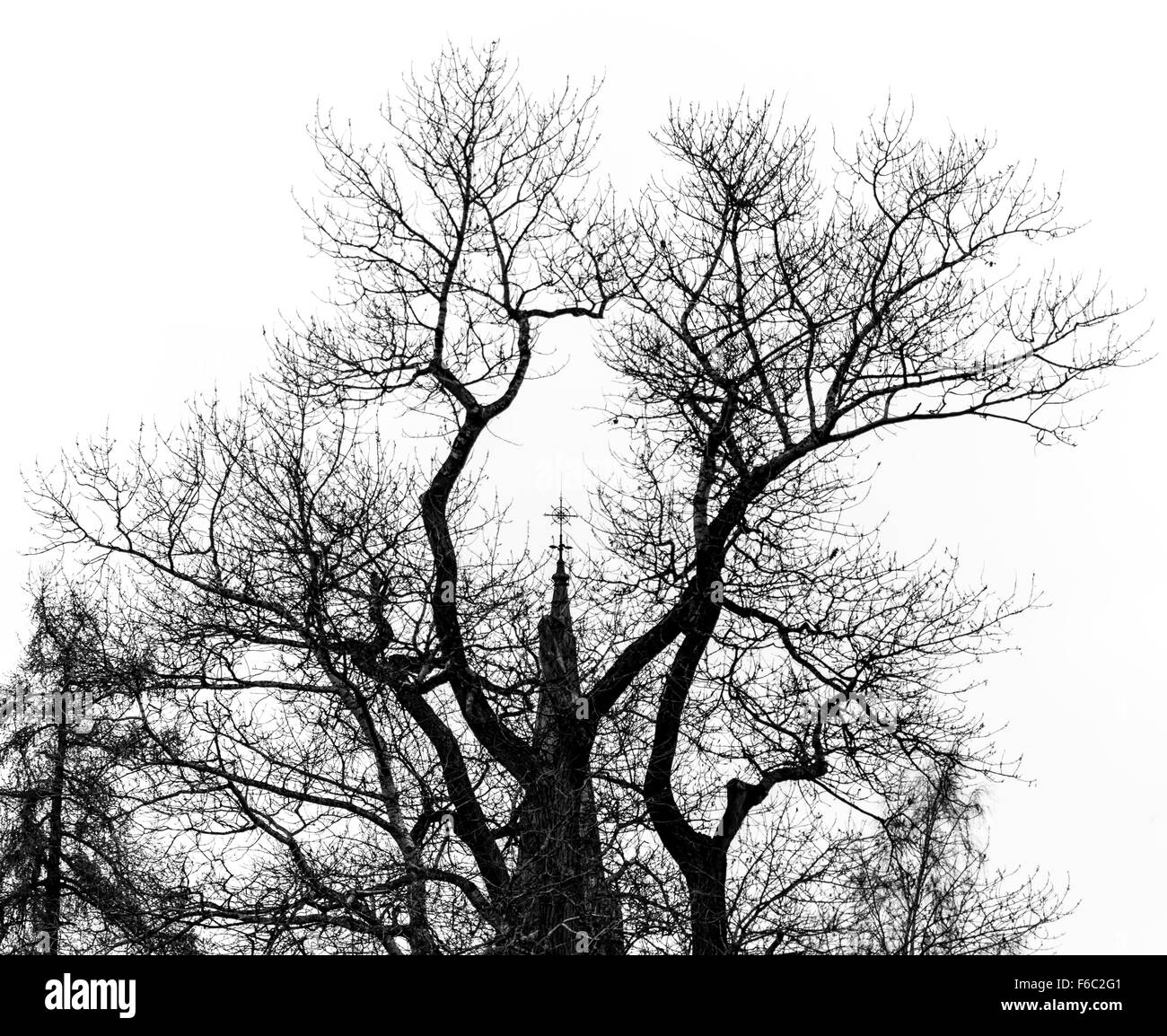 Church Steeple Behind Tree in black and white Stock Photo - Alamy