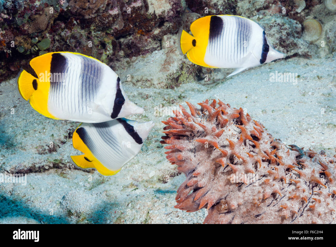 Double-saddle Butterflyfish feeding on Seqa Cucumber Spawn, Chaetodon ...