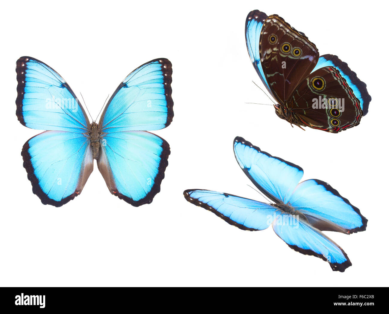 Morpho peleides blue Cut Out Stock Images & Pictures - Alamy