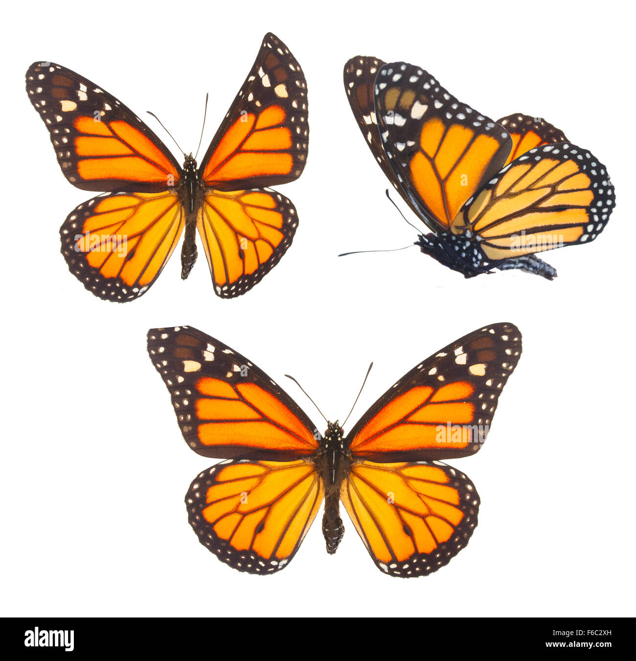 Tiger monarch butterfly Cut Out Stock Images & Pictures - Alamy Tiger monarch butterfly Cut Out Stock Images & Pictures - Alamy