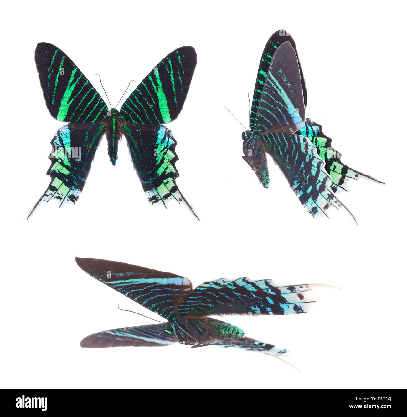 Urania moth hi-res stock photography and images - Alamy