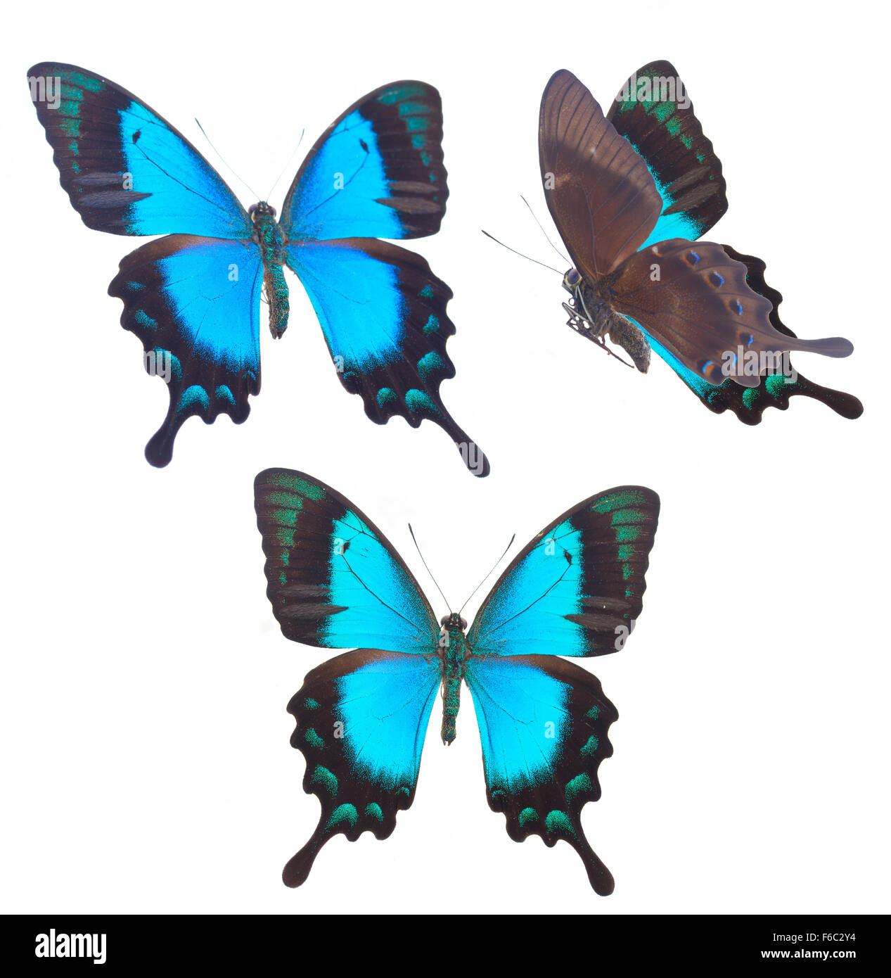 Blue Swallowtail Butterfly