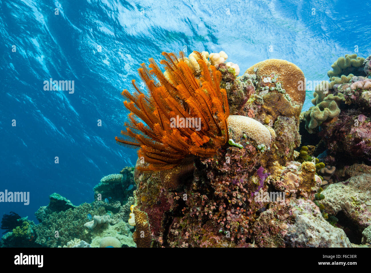 Reef Top, Great Barrier Reef, Australia Stock Photo - Alamy