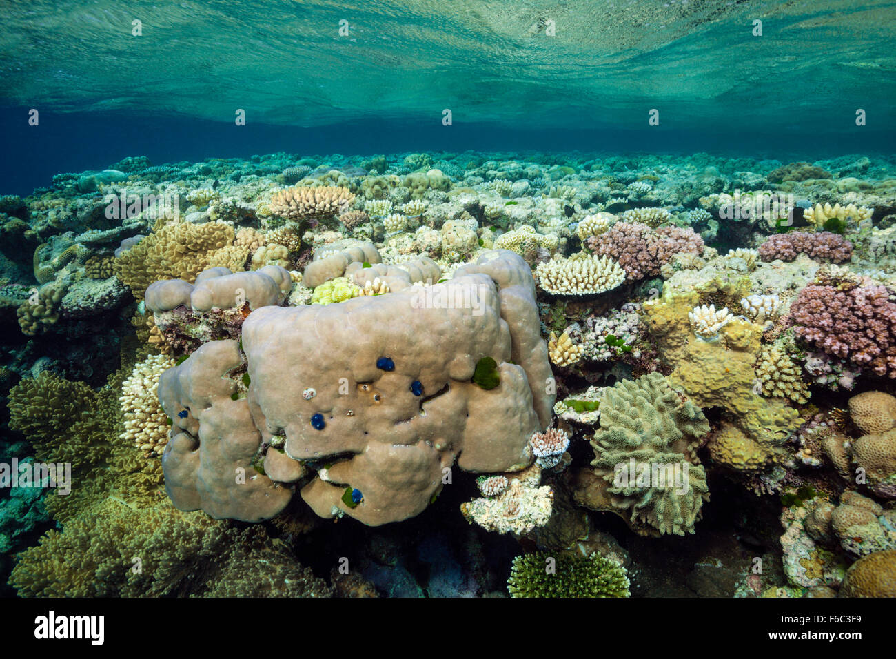 Ribbon reefs australia hi-res stock photography and images - Alamy