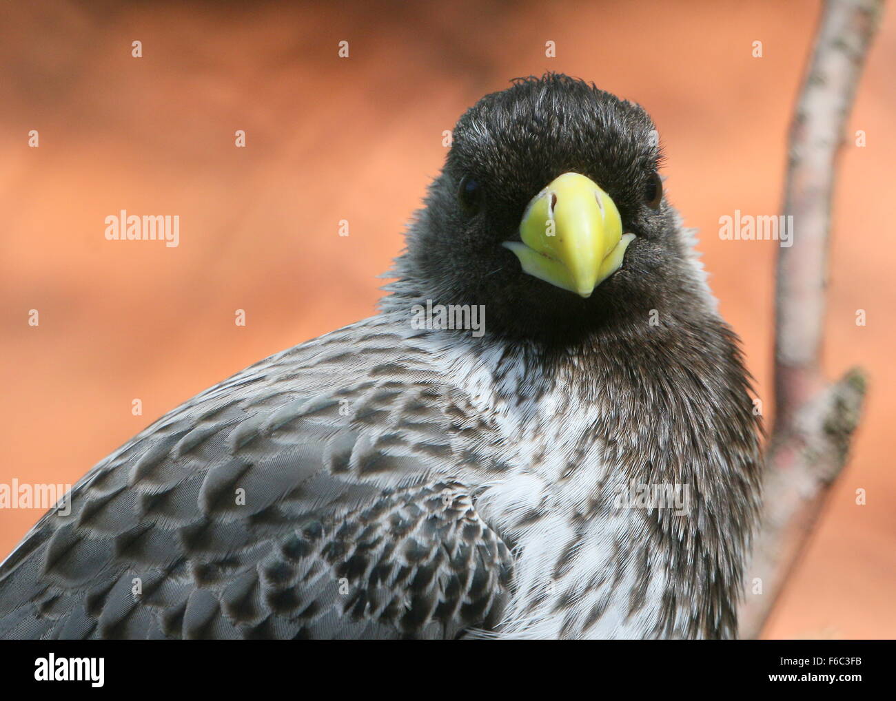 African Western Plantain Eater Turaco (Crinifer piscator), closeup of ...
