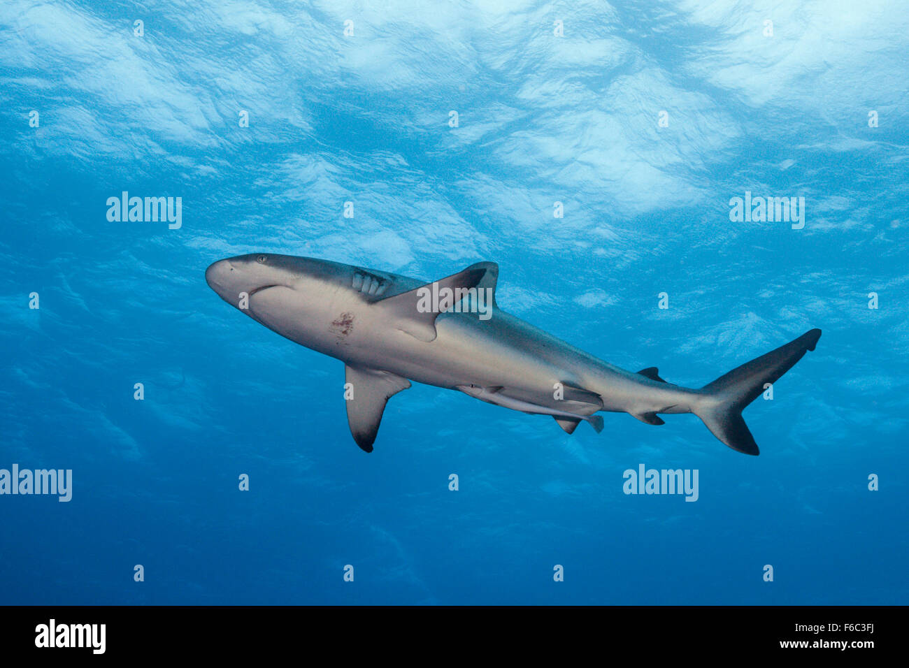 Grey Reef Shark, Carcharhinus amblyrhynchos, Great Barrier Reef ...