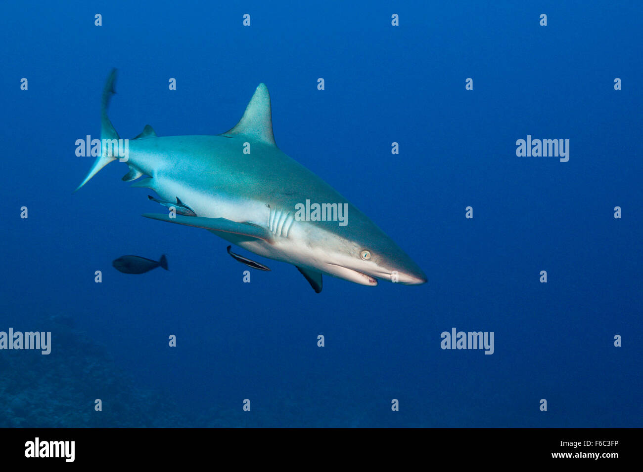 Grey Reef Shark, Carcharhinus amblyrhynchos, Great Barrier Reef ...