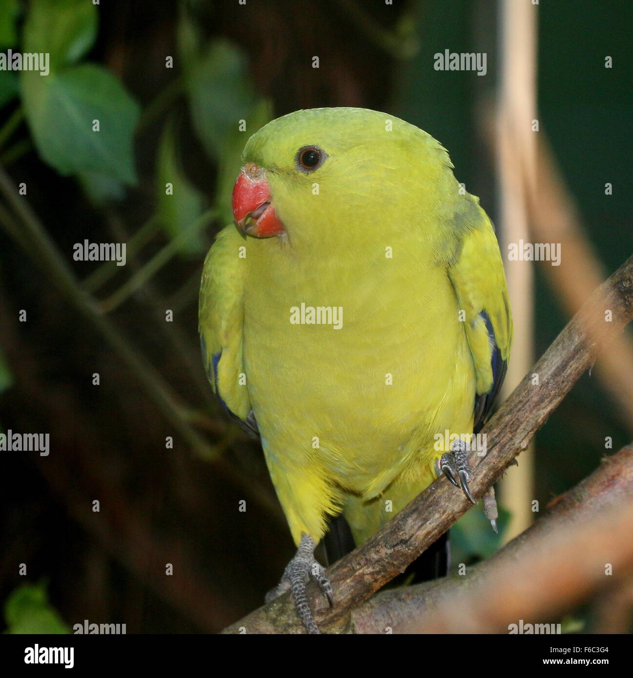 Southwest Australian Regent parrot, a.k.a. Rock Pebbler parakeet ...