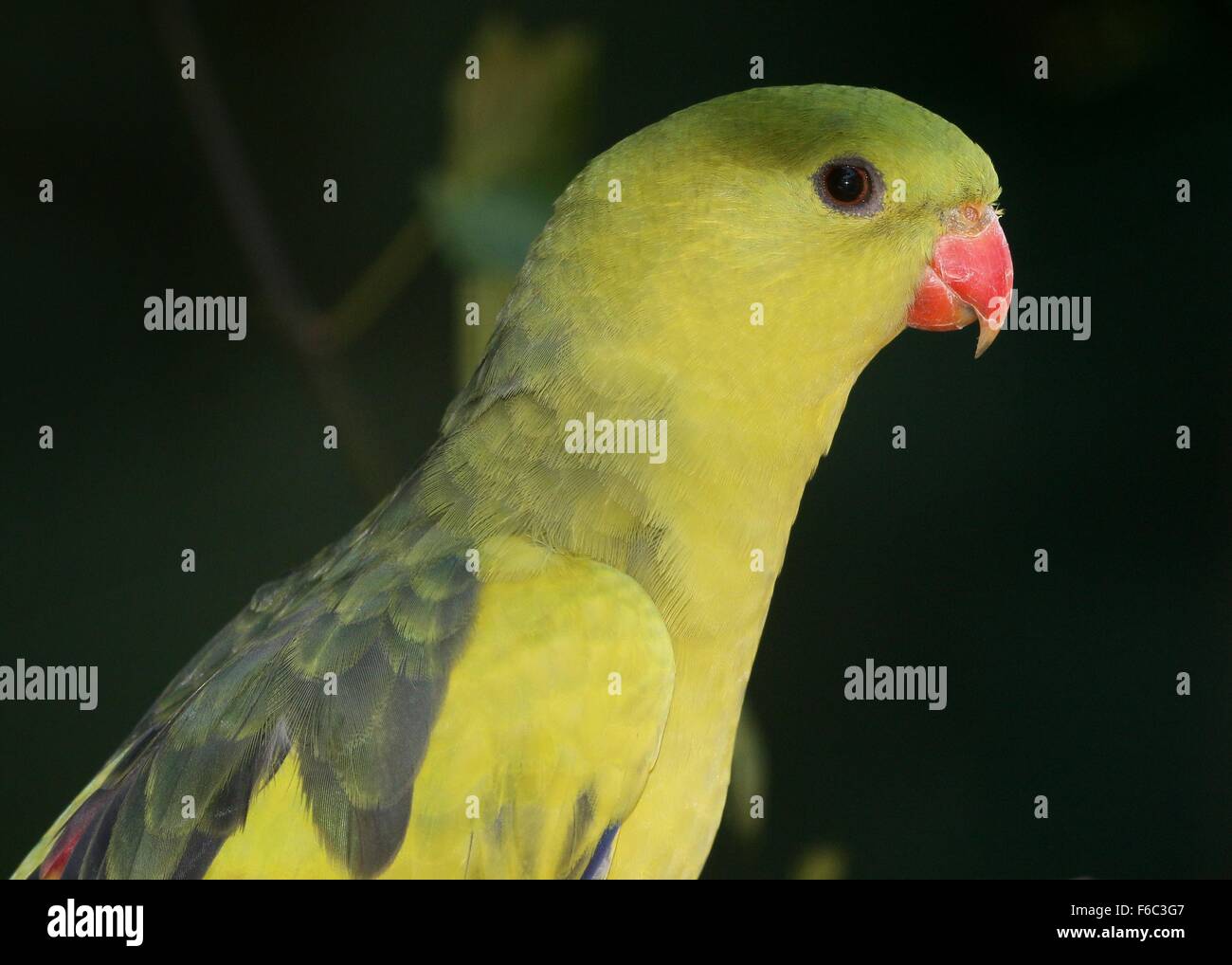 Southwest Australian Regent parrot, a.k.a. Rock Pebbler parakeet ...