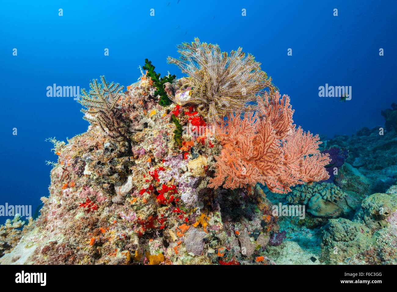 Colored Coral Reef, Osprey Reef, Coral Sea, Australia Stock Photo - Alamy