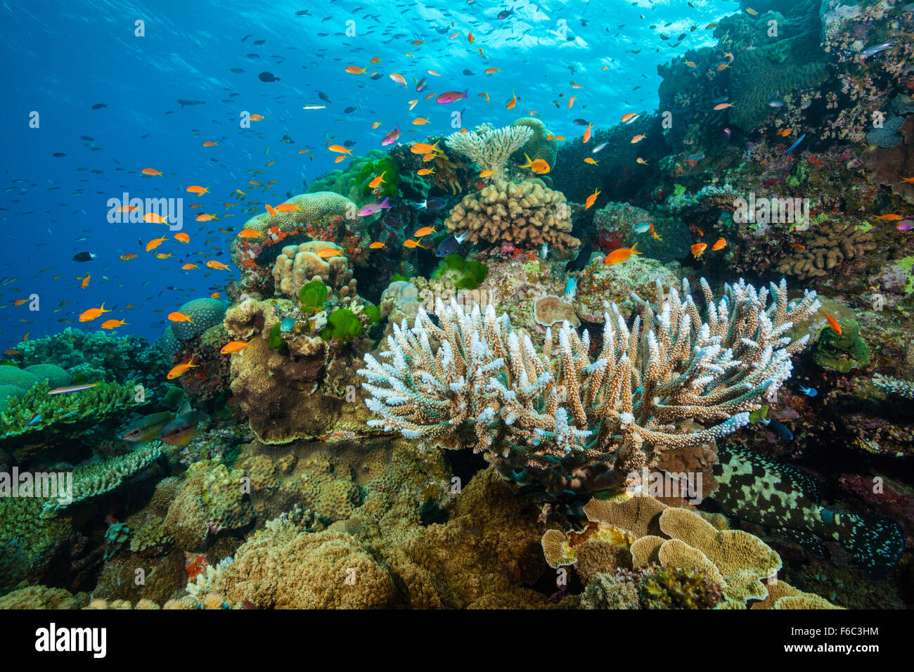 Colored Coral Reef, Osprey Reef, Coral Sea, Australia Stock Photo - Alamy