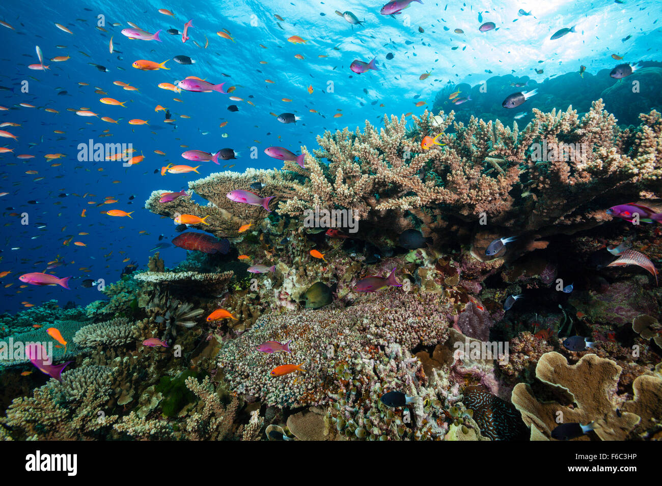 Colored Coral Reef, Osprey Reef, Coral Sea, Australia Stock Photo - Alamy