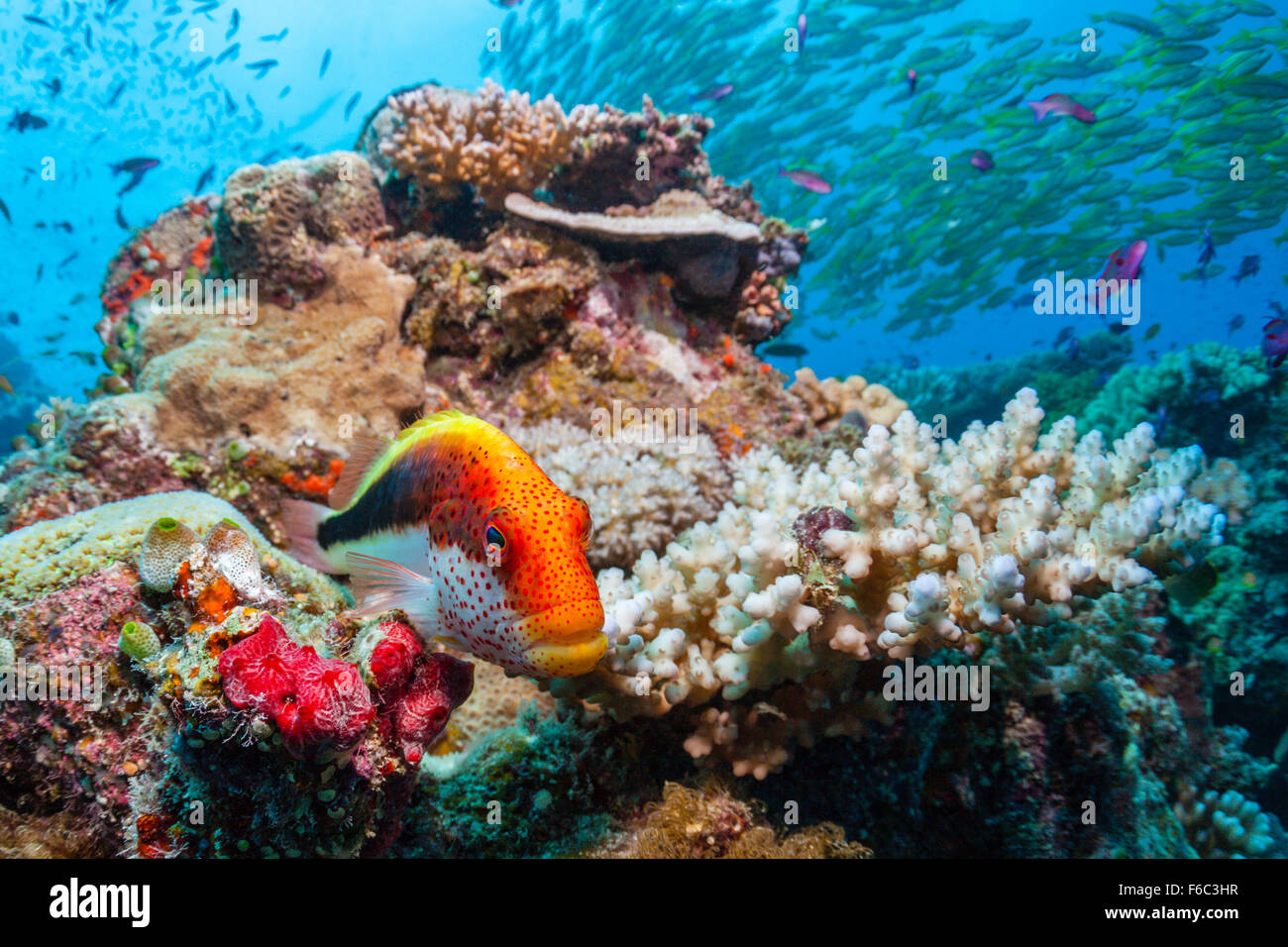 Blackside Hawkfish in Coral Reef, Paracirrhites forsteri, Osprey Reef ...