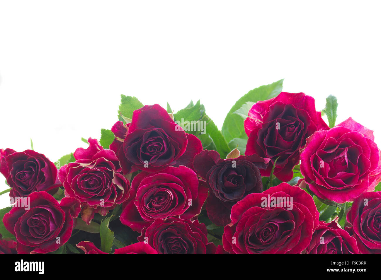 Border of red and pink roses Stock Photo - Alamy