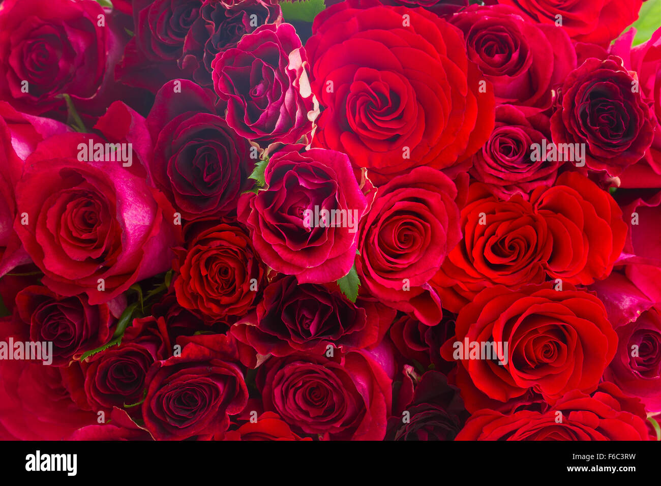pile of red roses Stock Photo - Alamy