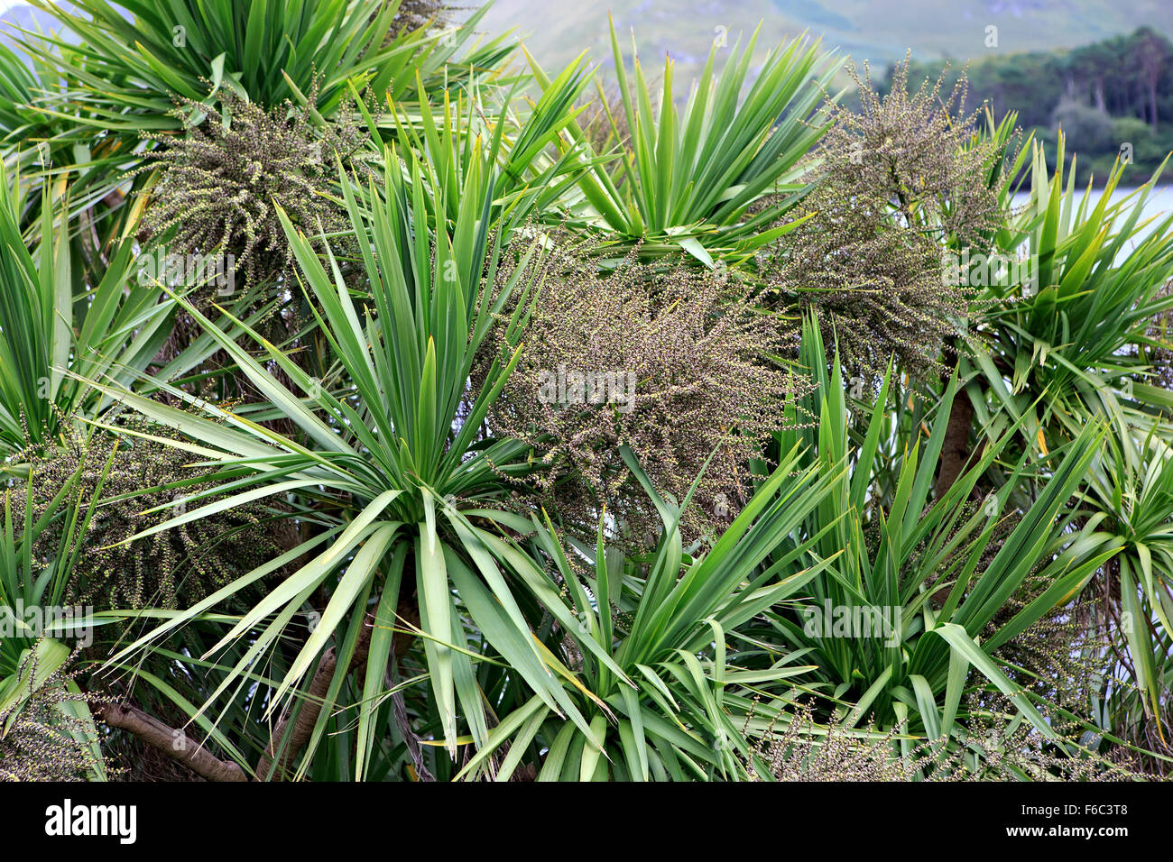 Beautiful palm tree Dracaena in Ireland Stock Photo - Alamy