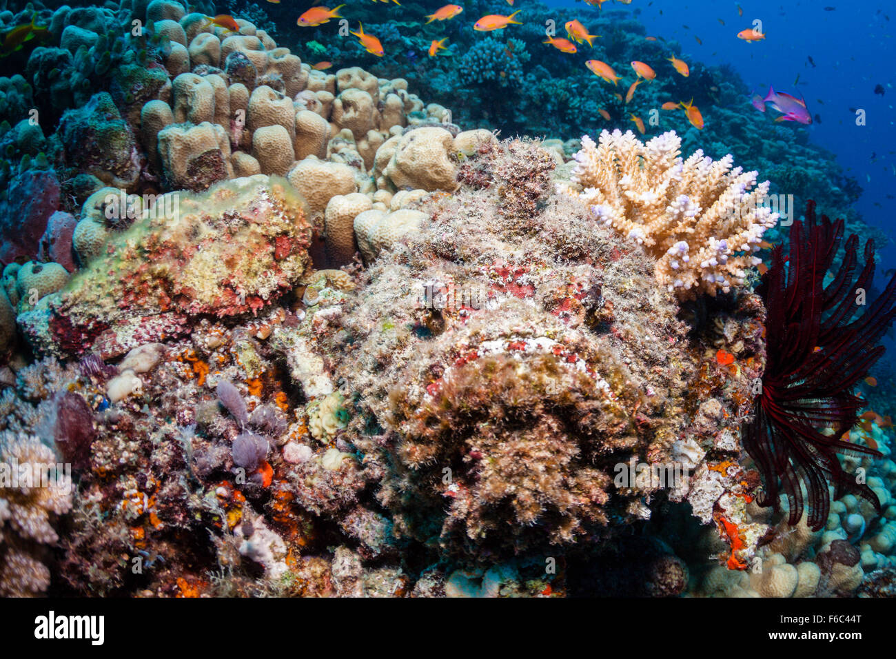 Reef Stonefish, Synanceia verrucosa, Osprey Reef, Coral Sea, Australia ...