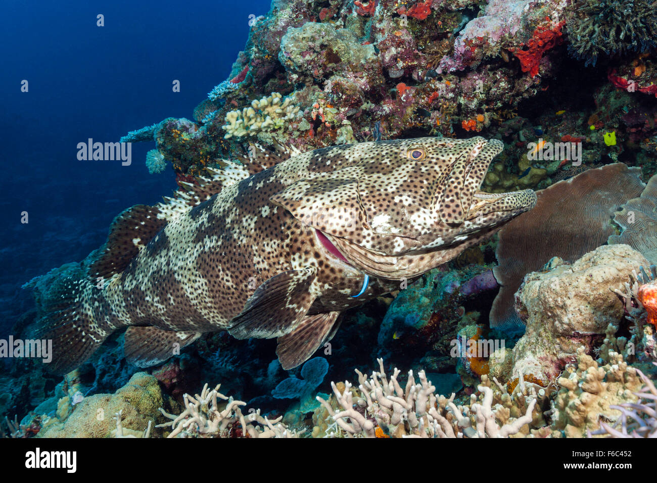 Great barrier reef cleaning station hi-res stock photography and images ...
