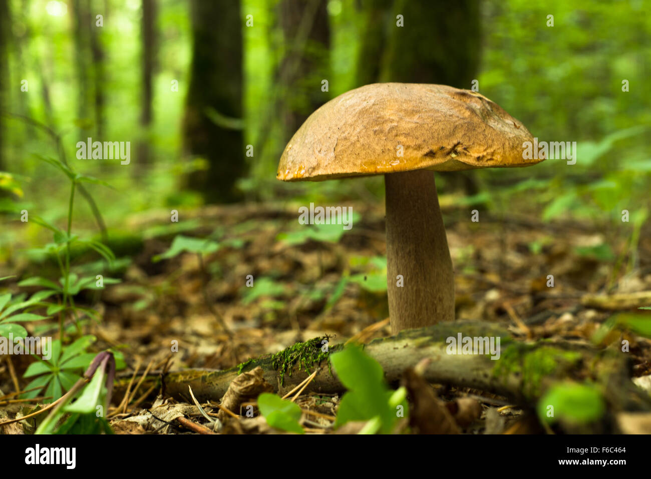 Boletus edulis bull hi-res stock photography and images - Alamy