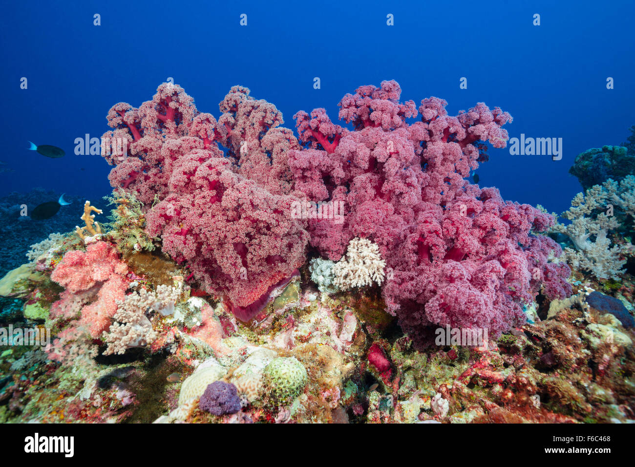 Soft Coral Reef, Dendronephthya, Osprey Reef, Coral Sea, Australia ...