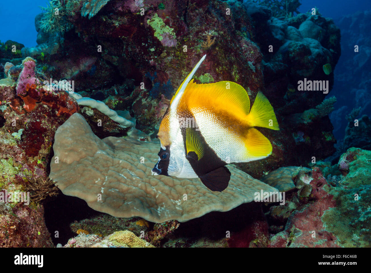 Masked Bannerfish in Coral Reef, Heniochus monoceros, Osprey Reef ...
