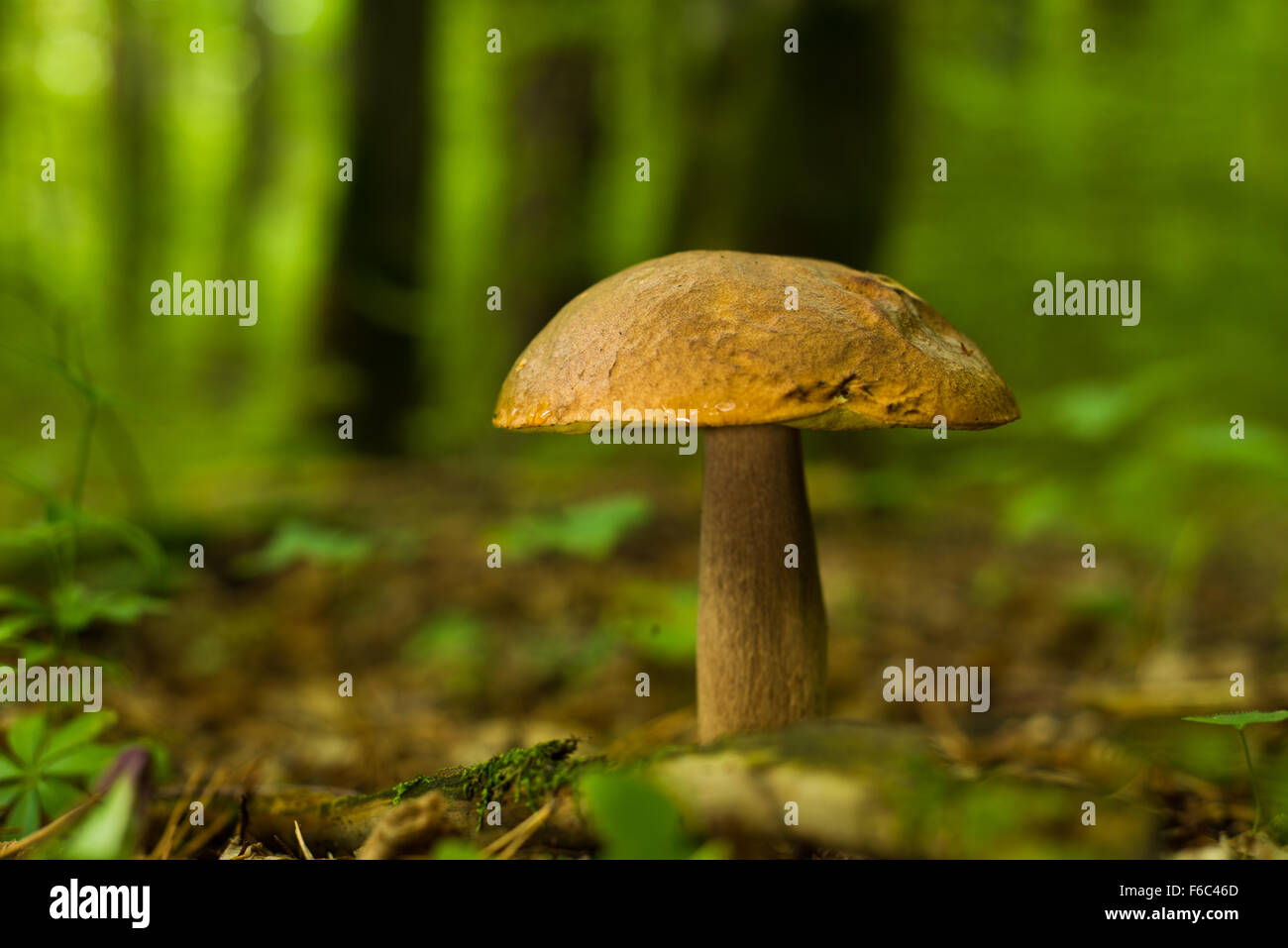 Boletus edulis bull hi-res stock photography and images - Alamy