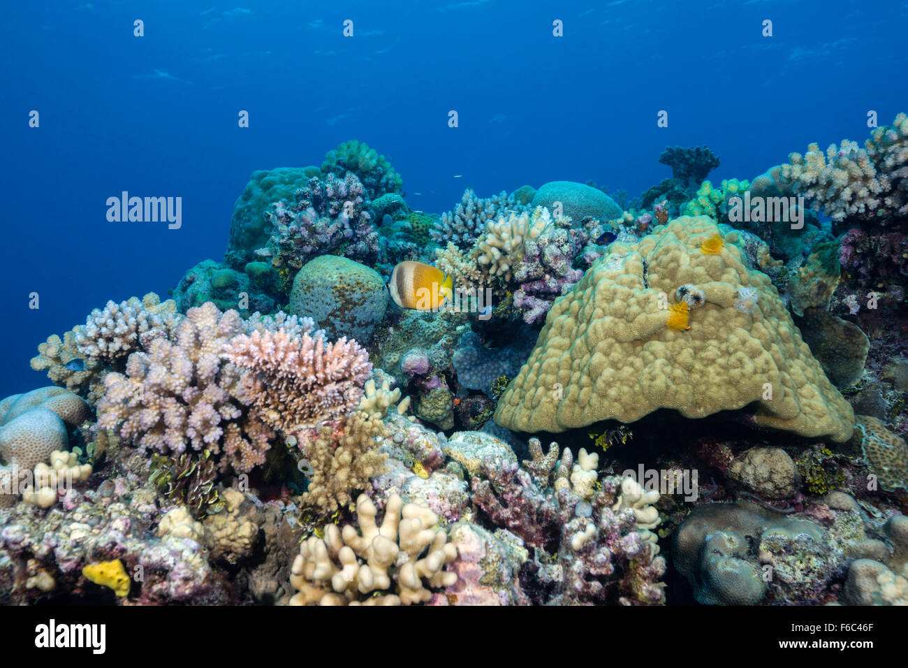 Cod reef hi-res stock photography and images - Alamy