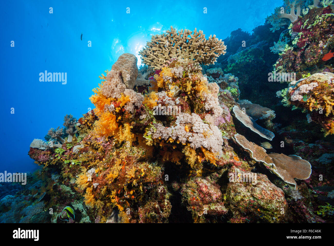Coral Reef, Osprey Reef, Coral Sea, Australia Stock Photo - Alamy