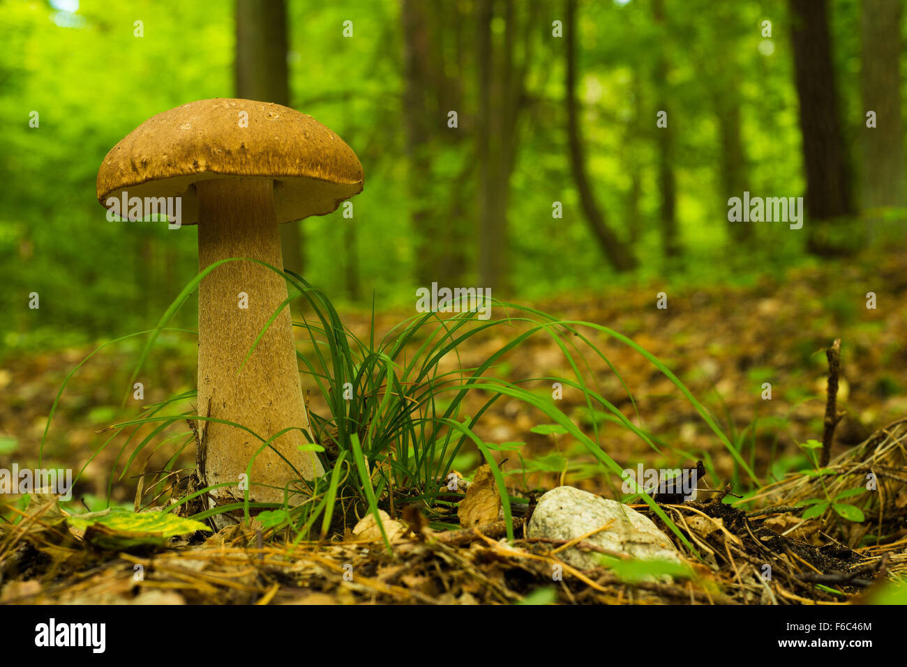Boletus edulis bull hi-res stock photography and images - Alamy