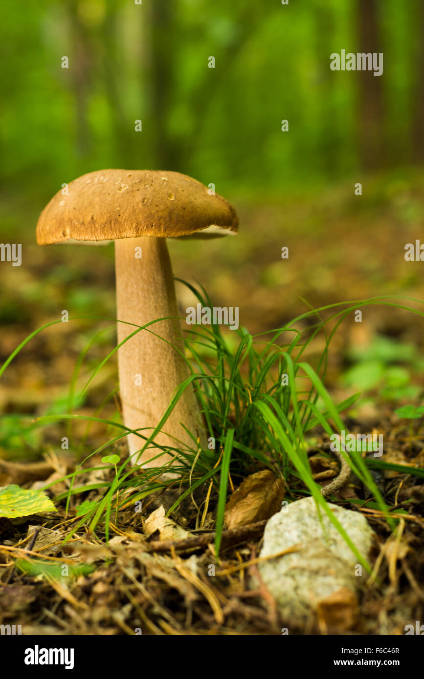 Boletus edulis bull hi-res stock photography and images - Alamy