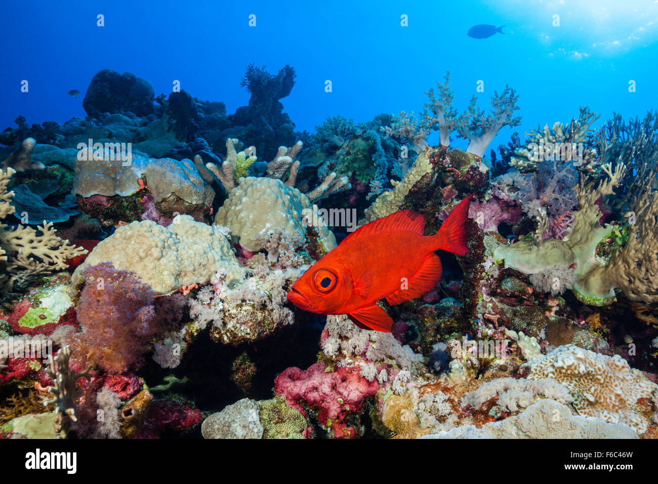 Crescent-tail Bigeye in Coral Reef, Priacanthus hamrur, Osprey Reef ...