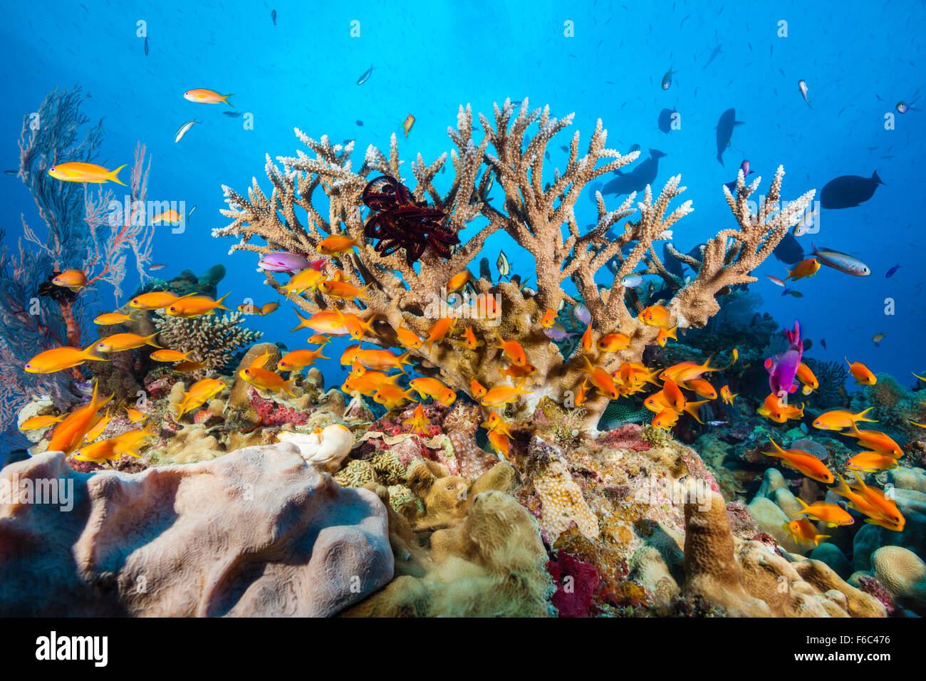 Lyretail Anthias in Coral Reef, Pseudanthias squamipinnis, Osprey Reef ...