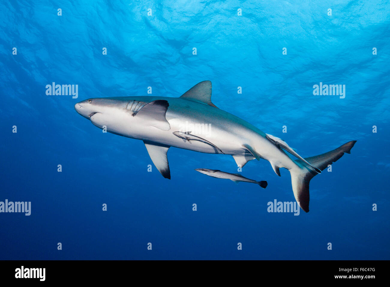 Grey shark hi-res stock photography and images - Alamy