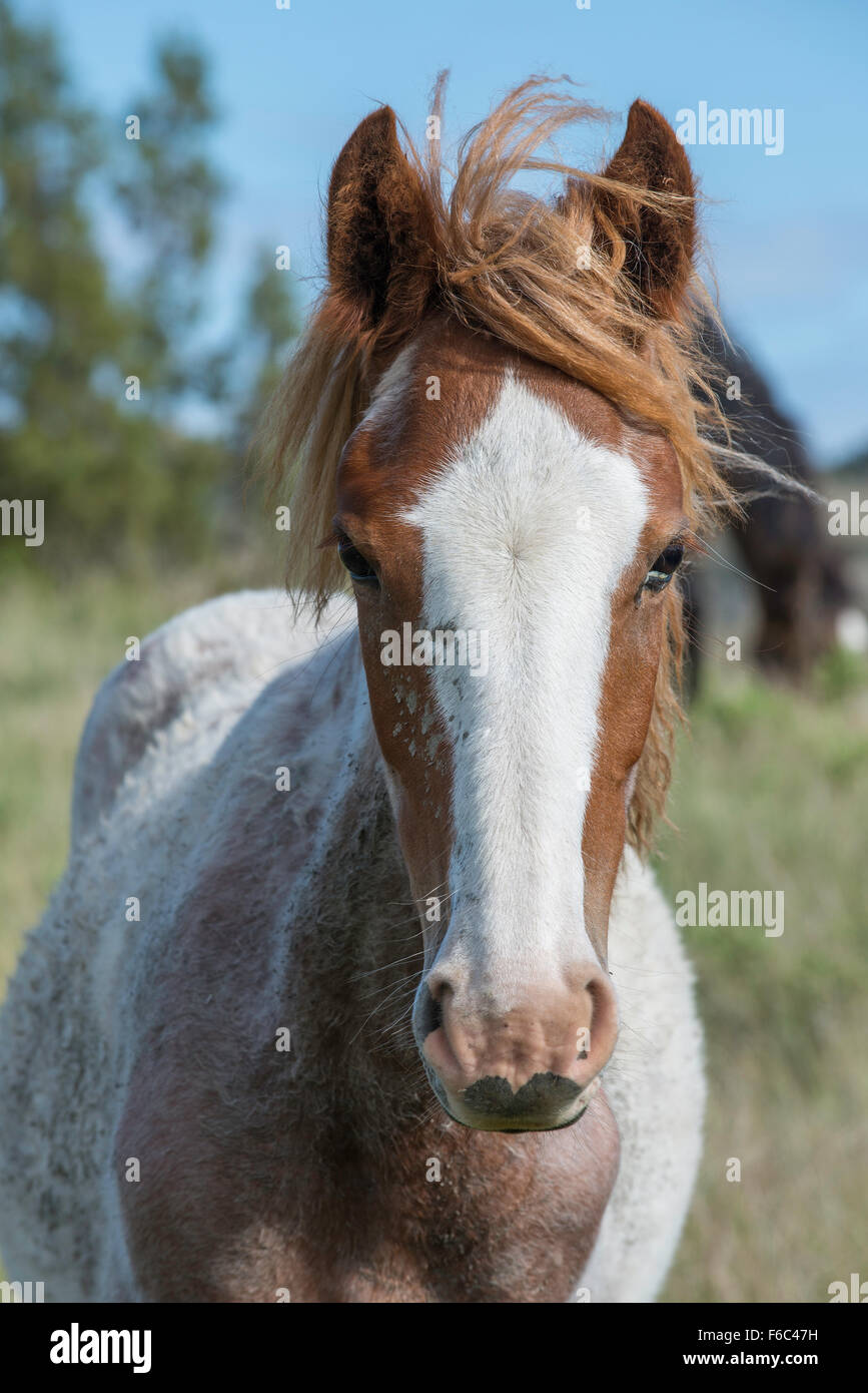 Horse Face Front View